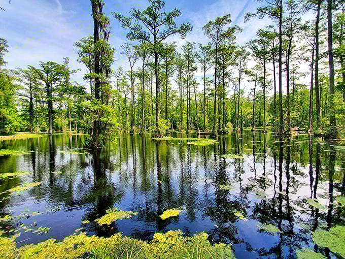 Cypress Gardens: Glassy black waters mirror cypress trees in this enchanted swamp &ndash; no wonder Hollywood keeps filming romantic scenes here.