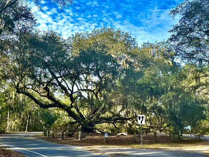 Ancient oaks stand guard like wise elders, their branches reaching across time and pavement alike.