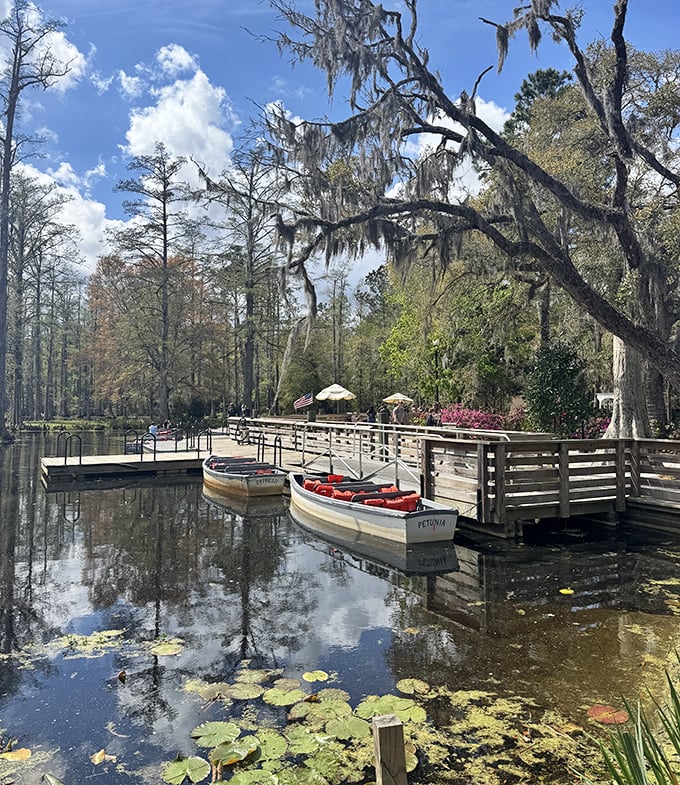 Cypress Gardens: Turtles sunning on logs like tiny prehistoric sunbathers in this watery wonderland that whispers stories of the old South.