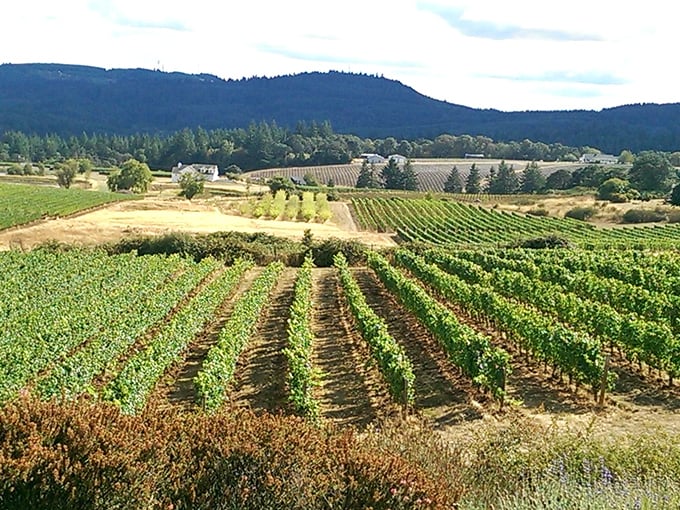 Nature's geometry lesson: perfectly aligned vines, rolling hills, and the promise of something delicious in every direction.