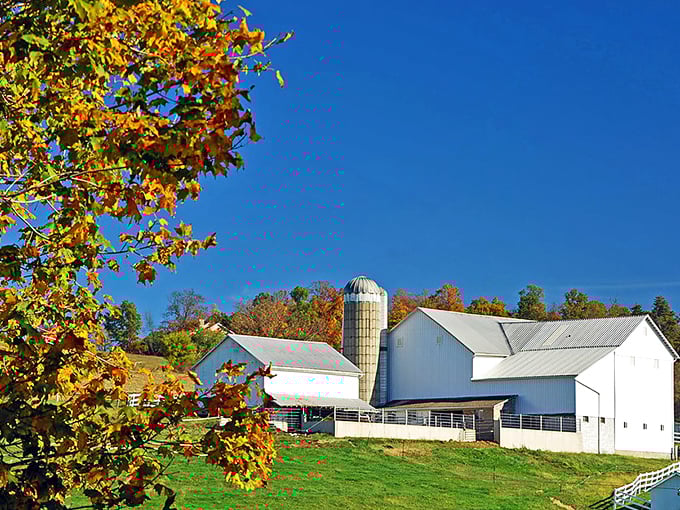 White barns against autumn skies—Ohio's version of the Sistine Chapel. The Amish farm stands as both workplace and masterpiece.
