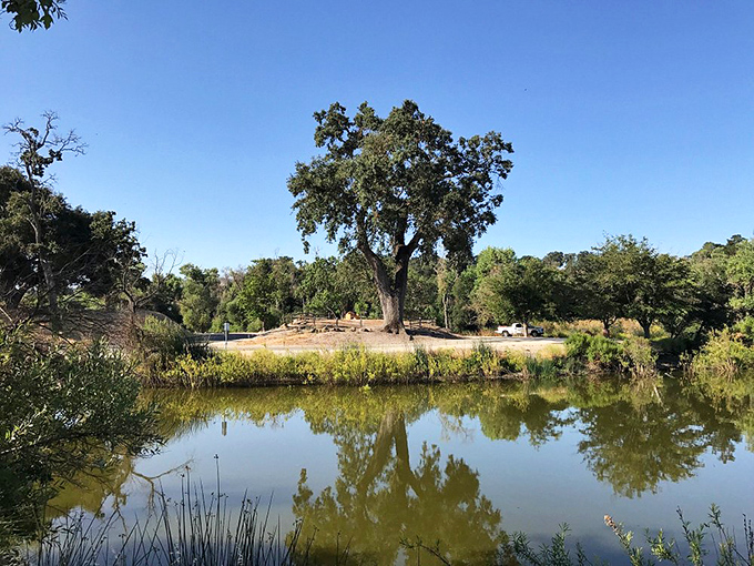 Atascadero Lake offers a serene escape where ancient oaks reflect in still waters, creating nature's perfect retirement backdrop just minutes from downtown.