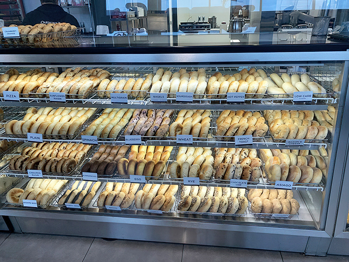The bagel selection stretches toward the horizon like a carb-laden rainbow. Each variety patiently waits its turn to become the highlight of someone's morning.