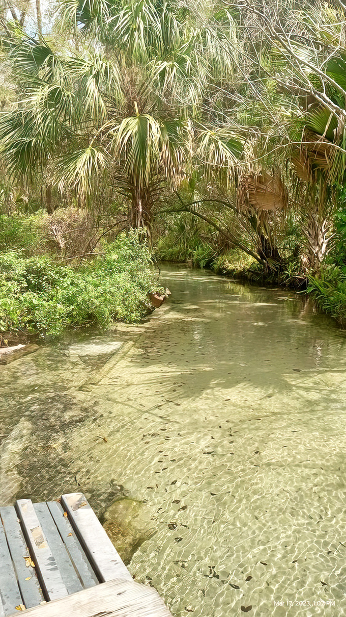 Where crystal-clear waters meet ancient palms in Florida's most photogenic natural hideaway.