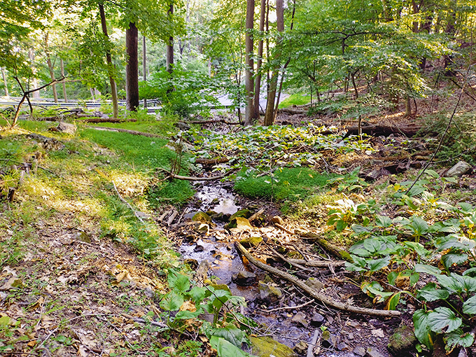 Nature collaborates with the art installation as this gentle creek winds through the property, creating a soundtrack of bubbling tranquility for contemplative wanderers.