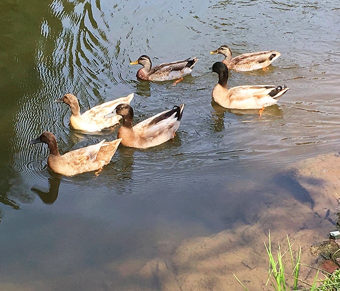 Even the local waterfowl seem to appreciate the historical significance of their swimming spot near this iconic landmark.