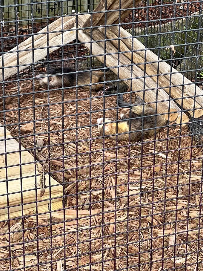 The ferret committee seems to be discussing your arrival. Small mammals with big personalities add diversity to this reptilian kingdom.