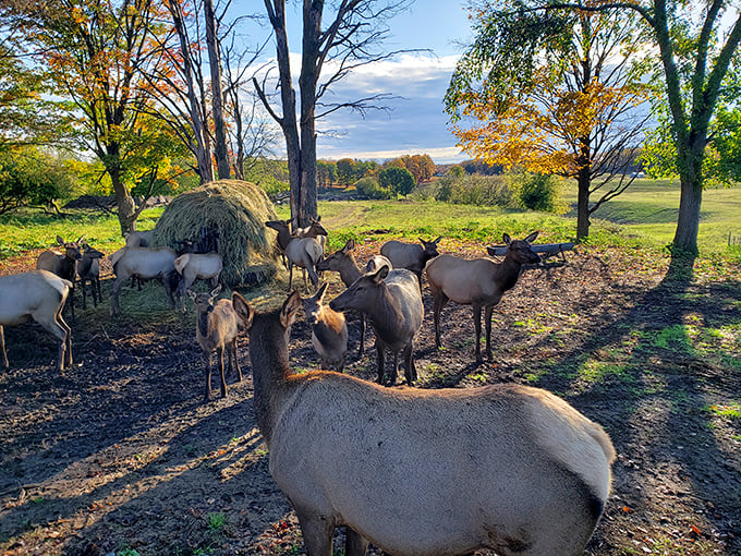 Gaylord's elk herd grazes peacefully in autumn light, offering visitors a chance to see these majestic creatures without having to hike through Yellowstone.