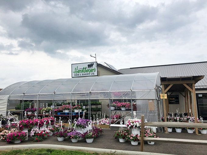 Hershberger's Farm & Bakery greets visitors with a rainbow of flowers, proving that beauty blooms alongside deliciousness in Amish Country.