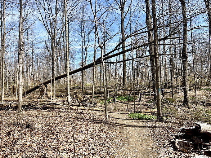 Nature's obstacle course &ndash; fallen trees and winding paths create a hiking experience that feels delightfully unmanicured yet perfectly accessible.