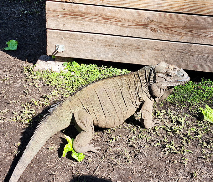 This iguana has mastered the art of sunbathing better than any tourist on South Beach. Note the confident pose.