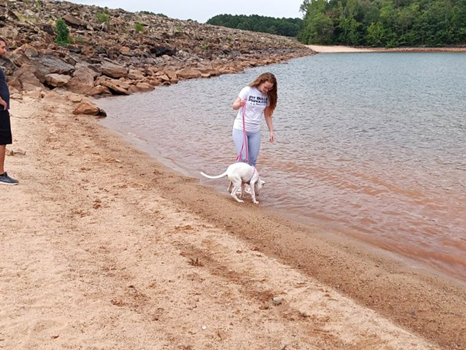 Even four-legged friends find paradise along Lake Hartwell's shoreline, where sandy beaches meet crystal waters in a postcard-perfect setting.