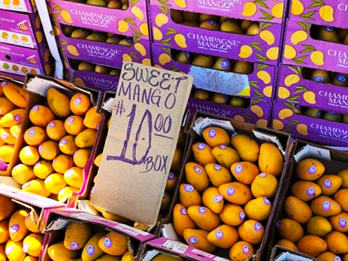 Champagne mangoes stacked like gold bars in Fort Knox. That handwritten sign promises sweetness that no mass-market grocery store fruit could deliver.