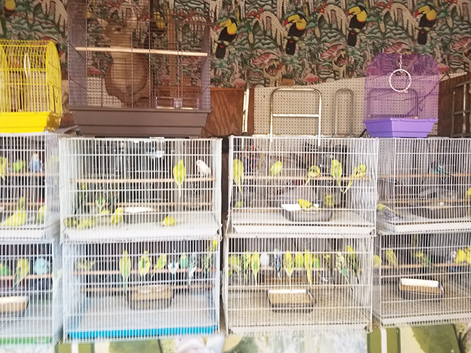 A chorus of colorful budgies awaits new homes, reminding us that at Traders Village, even the merchandise occasionally tweets back.