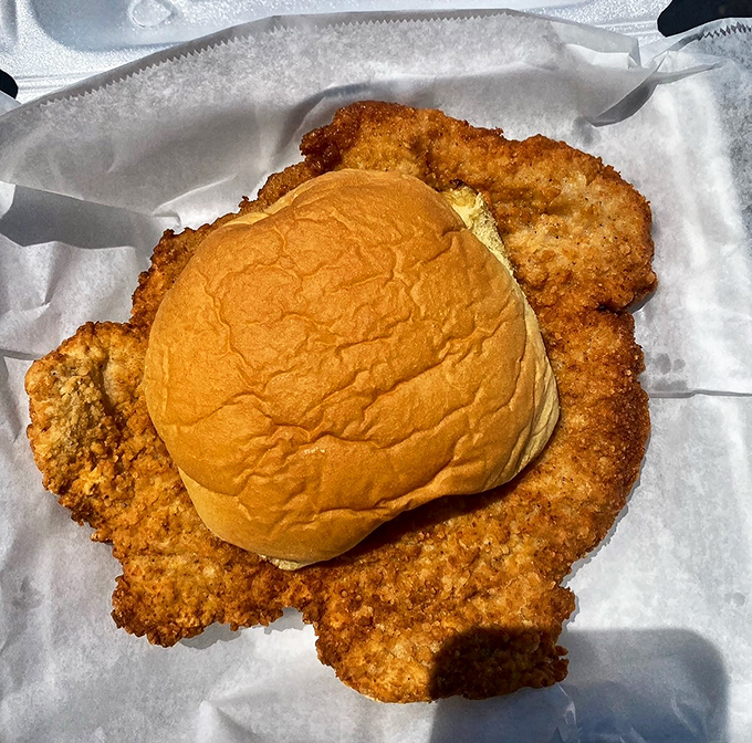 When a chicken cutlet decides to completely upstage its bun. This sandwich doesn't just hang over the edges&mdash;it declares manifest destiny. 