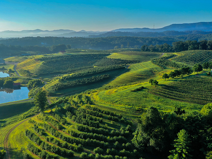 From above, the orchard resembles a patchwork quilt of agricultural artistry, each section telling a different seasonal story against the Blue Ridge backdrop.