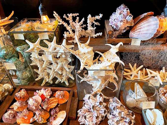 Ocean treasures arranged with museum-worthy precision. Each shell and coral fragment tells a story of distant seas and ancient creatures.