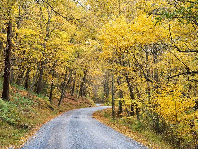 Country roads wind through golden autumn forests, painting Pennsylvania in nature's most generous palette.