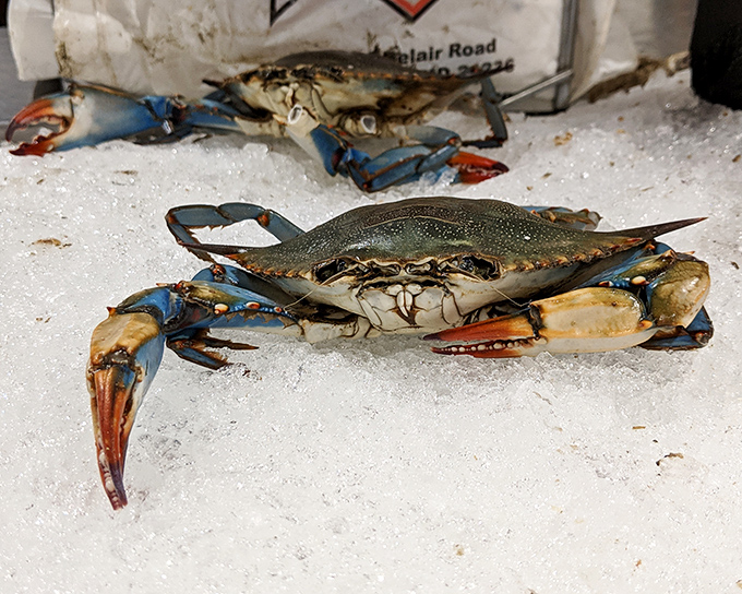 The Chesapeake Bay's most magnificent creature in its natural state &ndash; blue, beautiful, and ready to transform your meal into a Maryland masterpiece.
