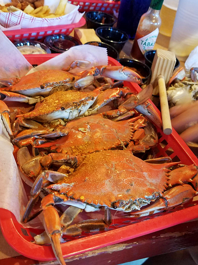 Maryland blue crabs, generously dusted with spice, waiting for you to grab a mallet and discover their sweet secrets.