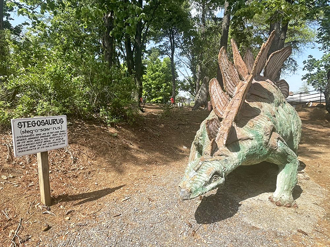 The Stegosaurus stands frozen in time, its distinctive plates catching the sunlight like prehistoric solar panels from another era.