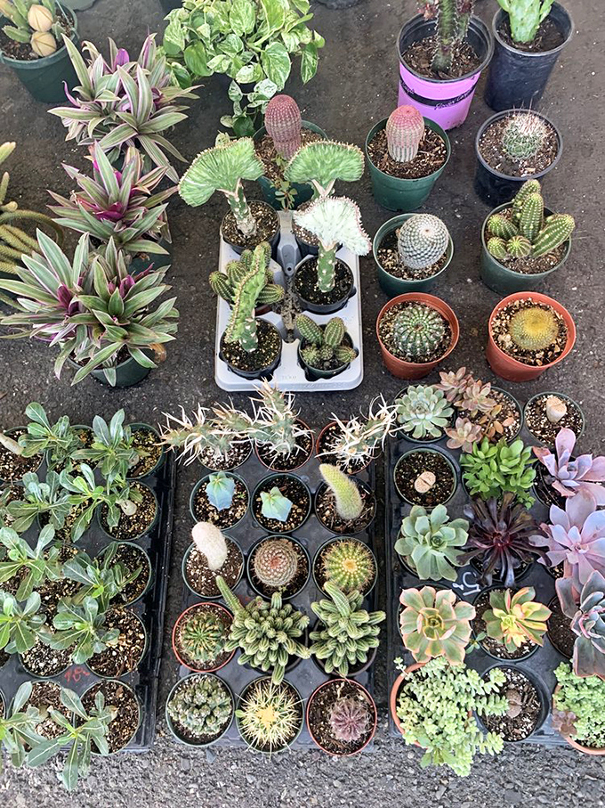 Succulent heaven for plant parents. Even those with black thumbs might find hope among these hardy desert beauties.