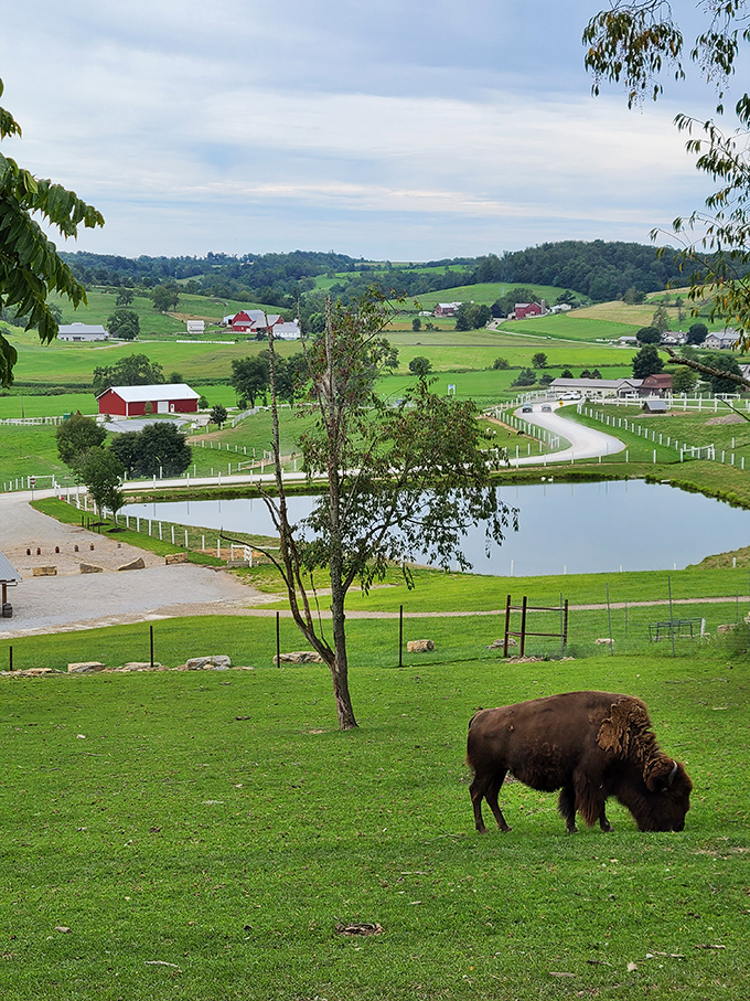 Who needs the Swiss Alps when you've got rolling Ohio countryside? This bison seems completely unbothered by the fact he's grazing in "Little Switzerland."