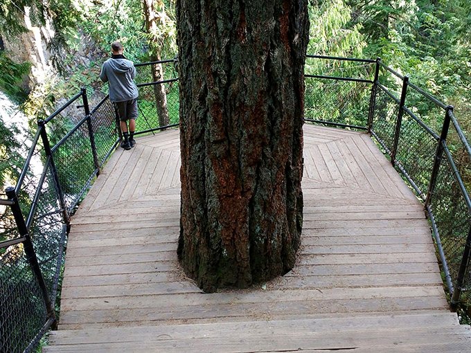 That moment when you realize the viewing platform was built around the tree, not the other way around. Nature preservation at its finest!