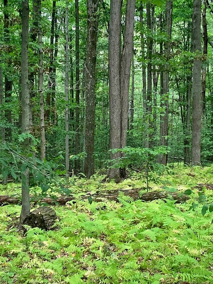 Cathedral of pines where sunlight filters through like stained glass. Nature's church doesn't require Sunday best, just comfortable hiking shoes.