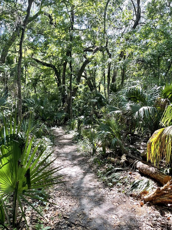 This jungle trail winds through palms and ferns like something from a Tarzan movie set.