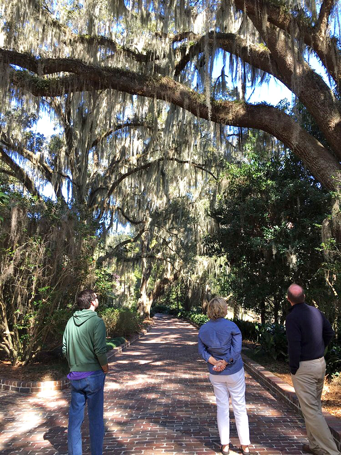 Visitors admiring the cathedral of branches overhead. When trees create better architecture than most humans, you stop and look up.