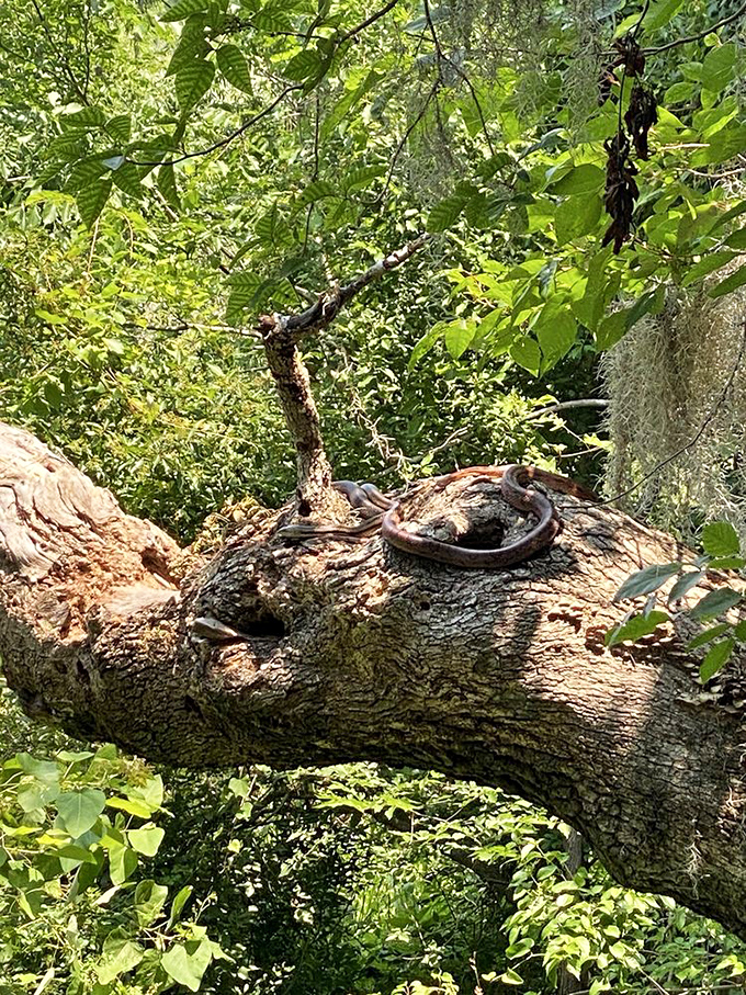 Mother Nature's architectural marvels on display: this gnarly tree branch tells stories of resilience through decades of Lowcountry weather.