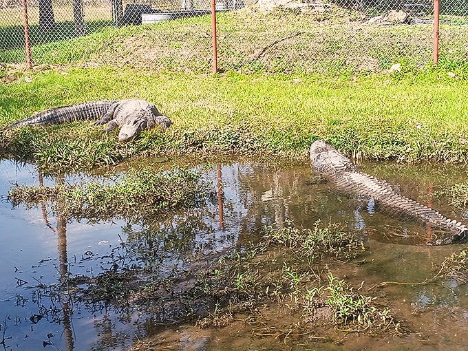 "We're just sunbathing, nothing suspicious here." These alligators provide a reminder that the Everglades houses plenty of verified creatures just as fascinating as cryptids.