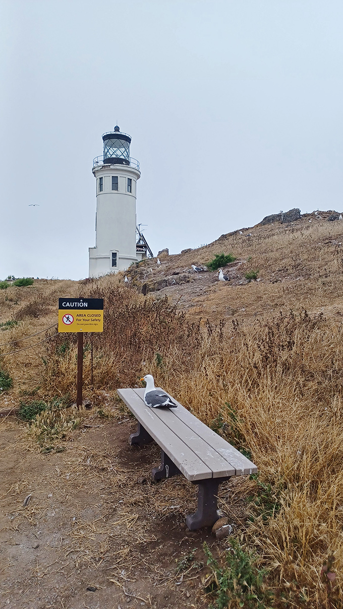 Even the local gulls appreciate this prime lighthouse-viewing bench. Talk about front-row seats to nature's greatest show!