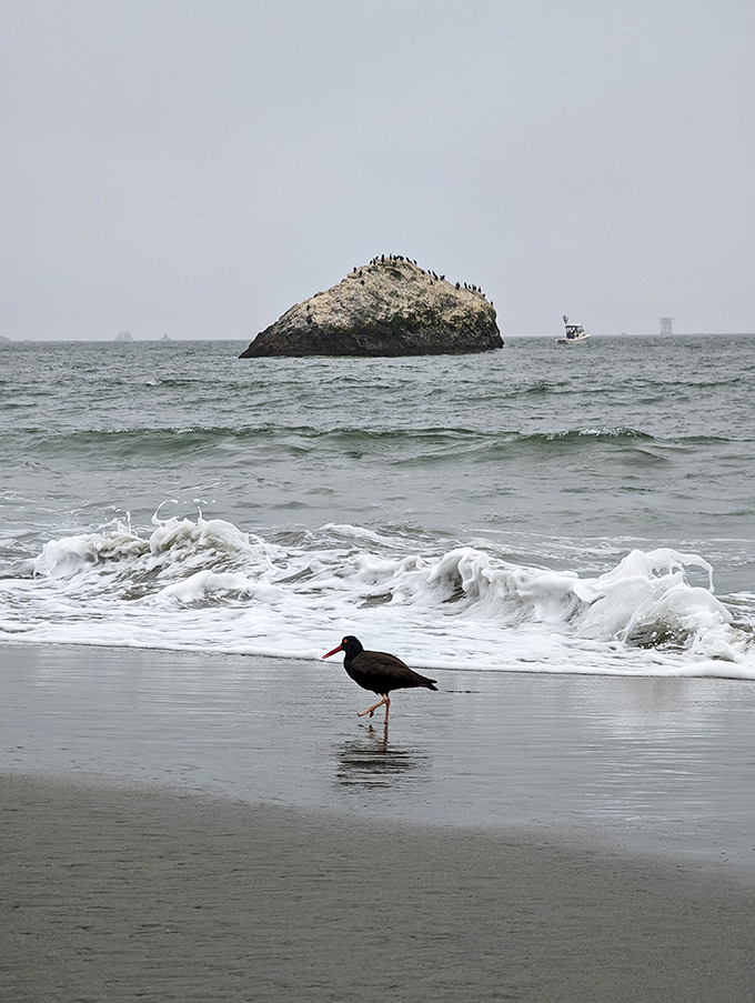This shorebird clearly got the memo about having the beach to himself, strutting along the shoreline like he owns waterfront property.