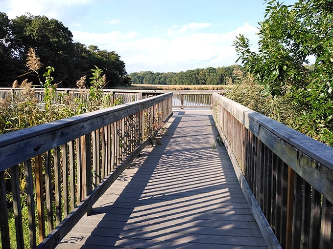 This wooden boardwalk through the wetlands proves nature doesn't need fancy packaging &ndash; just a path that lets you get close enough to hear its whispers.