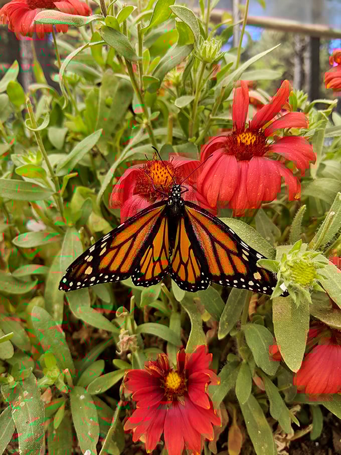 When a monarch butterfly chooses your garden as its personal dining room, you know you're doing something right. 