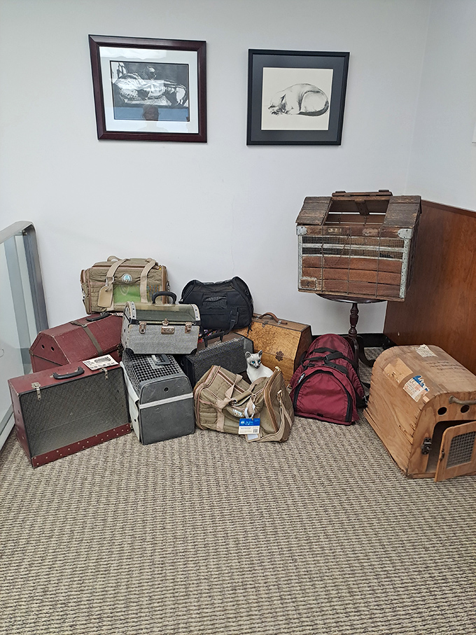 This collection of vintage cat carriers reveals how our traveling companions rode in style before the days of modern pet transport.