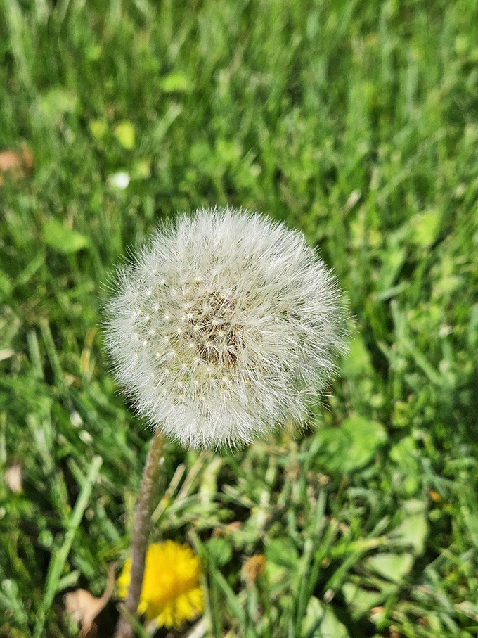 Even the dandelions seem humbled by Maxie's presence. Nature's perfect sphere stands as a tiny counterpoint to fiberglass magnificence.
