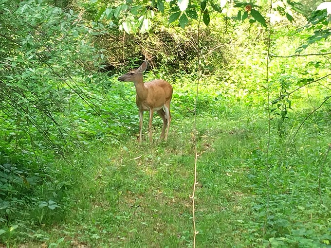 Wildlife doesn't just visit DuBois&mdash;it's part of the neighborhood. This deer probably has better property tax rates than you do.