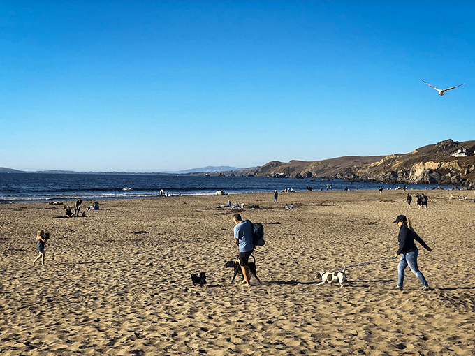 Dogs living their best beach life, reminding us that happiness is simply a stick, some sand, and the freedom to run wild.