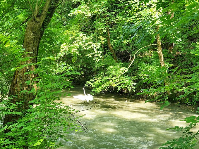 Summer transforms Hayden Run into a verdant paradise. The stream meanders through a corridor of green, whispering secrets only longtime visitors understand.