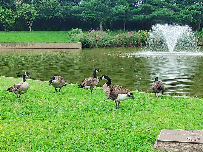 The local welcoming committee doesn't require reservations. These Canada geese have mastered the art of casual fountain-side lounging.
