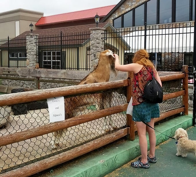 The petting zoo experience takes shopping breaks to another level. Who needs a food court when you can feed a goat instead?
