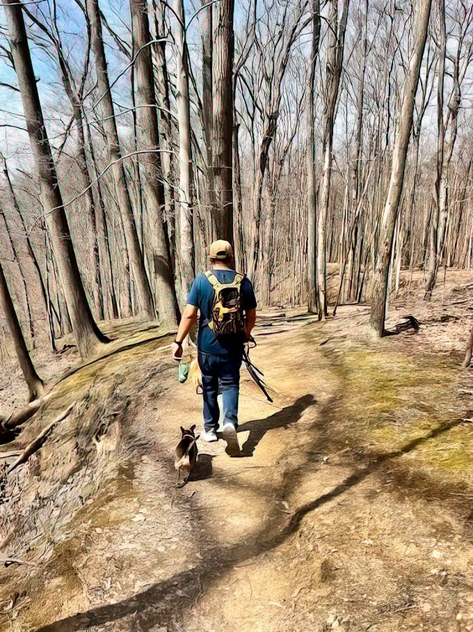 Walking these trails in early spring reveals the forest's architecture – like seeing the bones of nature before its leafy wardrobe arrives.