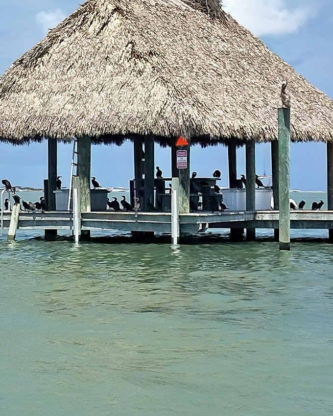 A thatched-roof pavilion where cormorants hold their daily meetings. Apparently, they've never heard of Zoom calls.