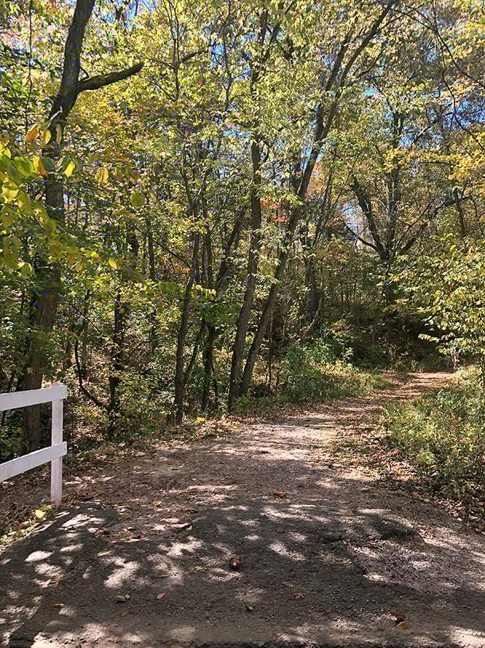 Dappled sunlight filters through autumn leaves along the trail, creating nature's own stained-glass effect on this peaceful approach to the bridge.