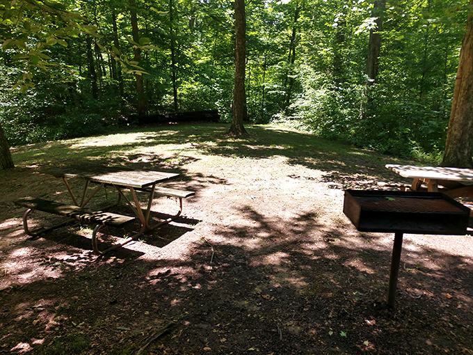 Dappled sunlight transforms simple picnic tables into five-star dining rooms where squirrels provide the entertainment.