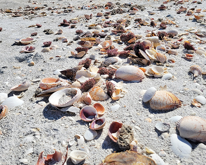 Nature's jewelry box spilled across the sand. Shell collectors call this a jackpot; hermit crabs call it a housing shortage.