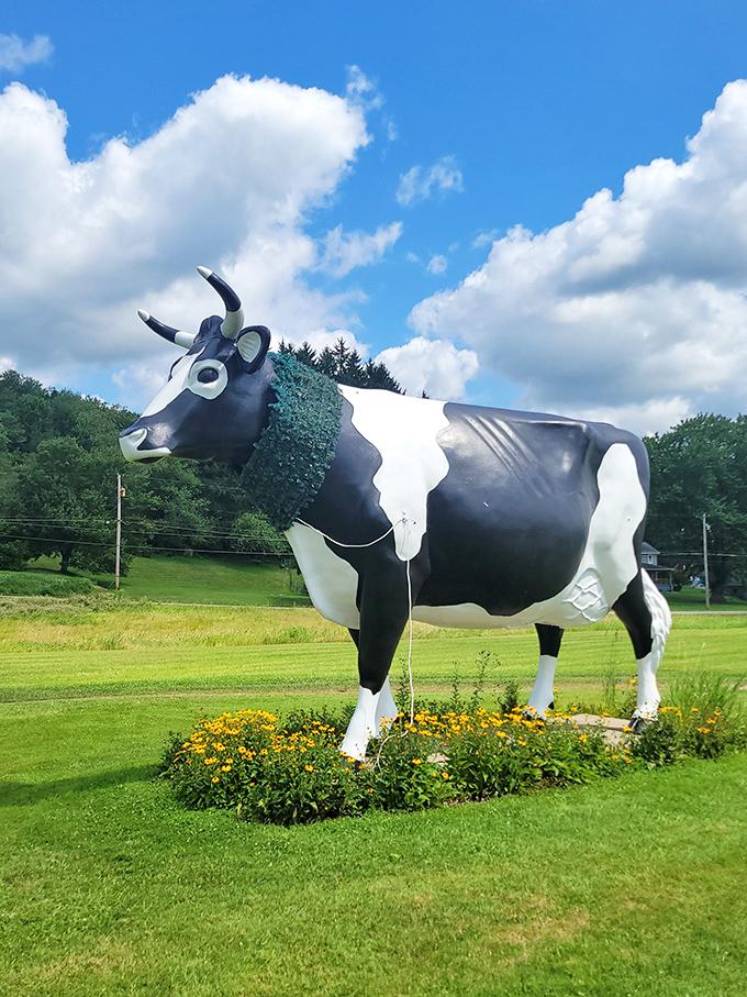 Wearing a necklace of greenery like nature's own fashion statement, this stylish bovine knows how to accessorize against Pennsylvania's brilliant blue skies.